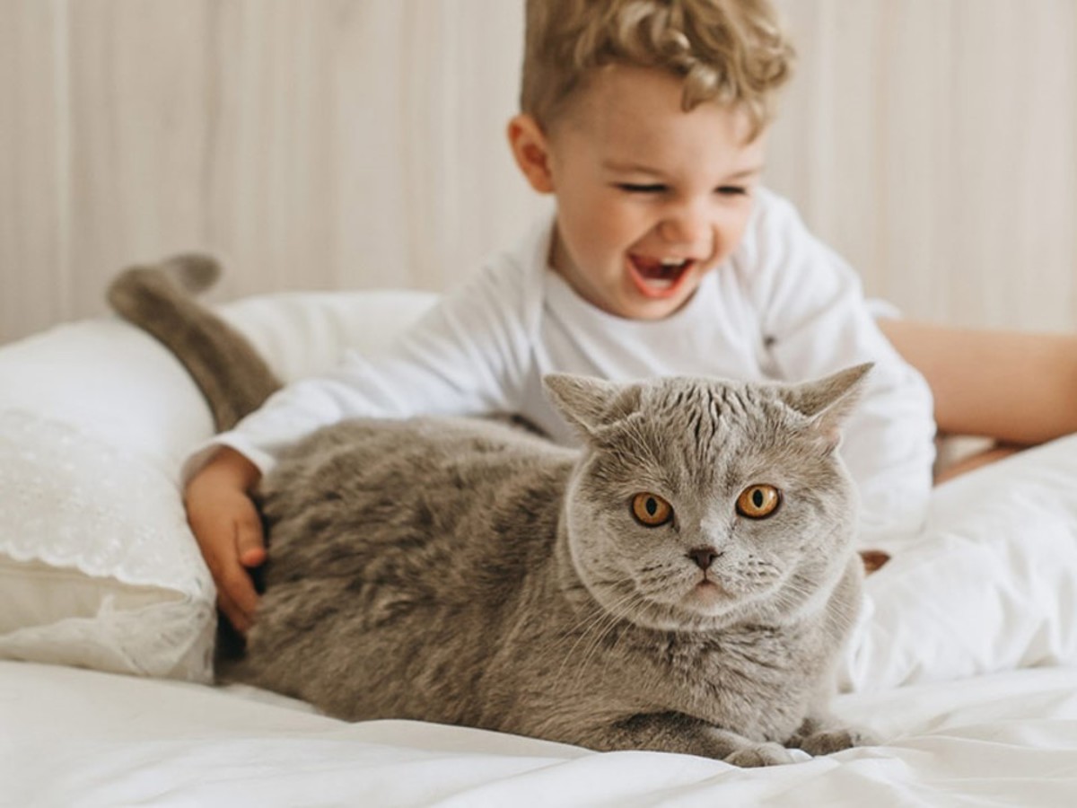 Science-Based Health Benefits of Having a Cat - HubPages