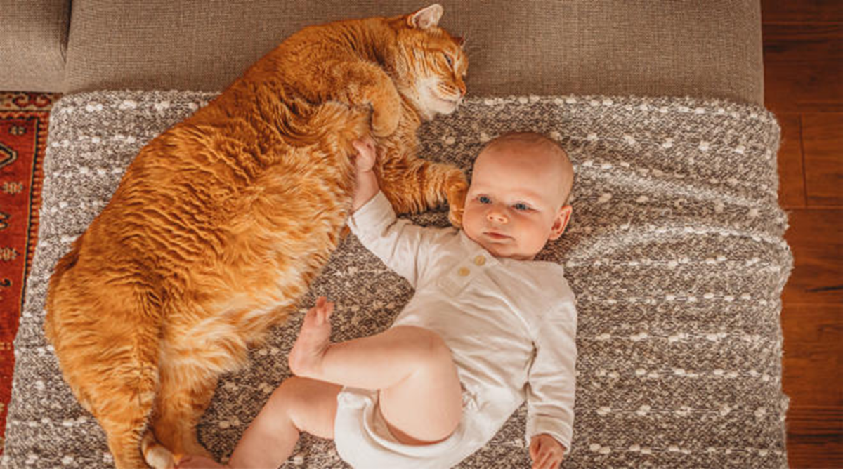 10 Science-Based Health Benefits For Children of Growing Up With Cats ...
