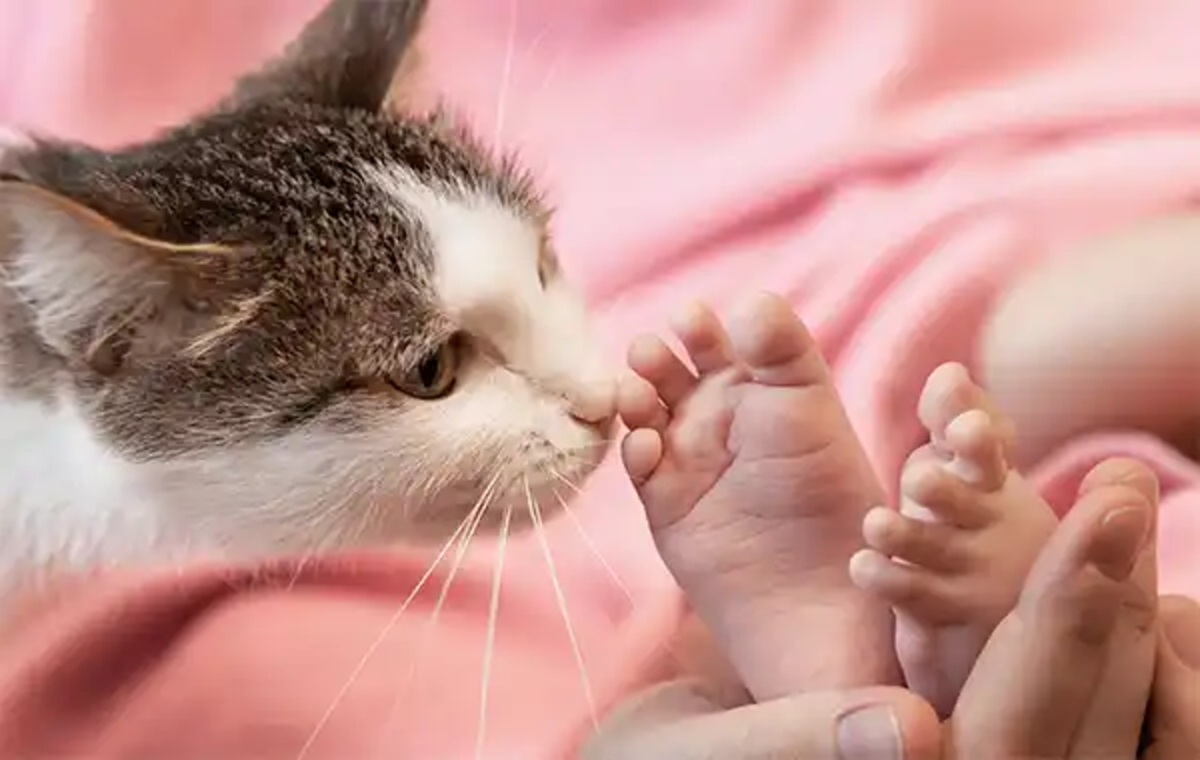 10 Science-Based Health Benefits For Children of Growing Up With Cats ...