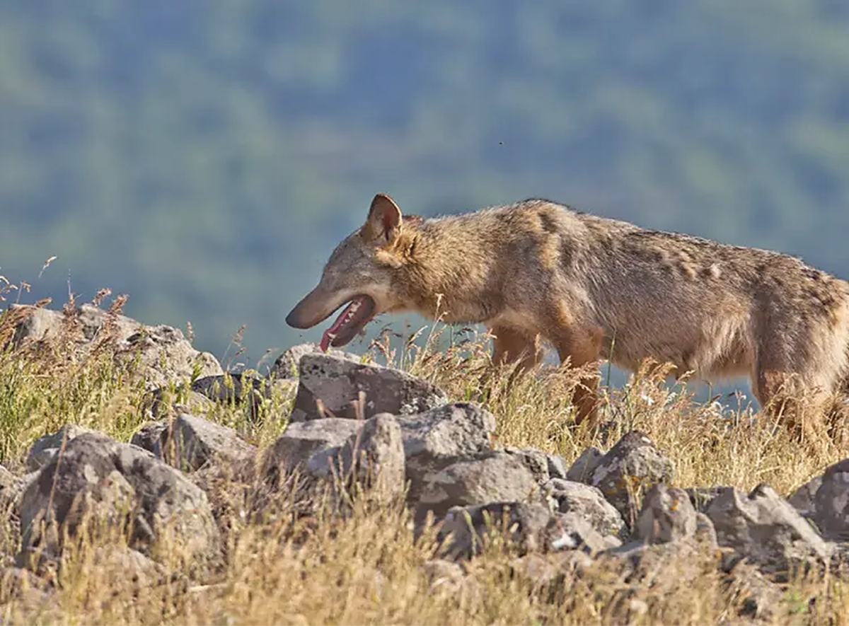 20 Endangered Wolves That Could Go Extinct - HubPages
