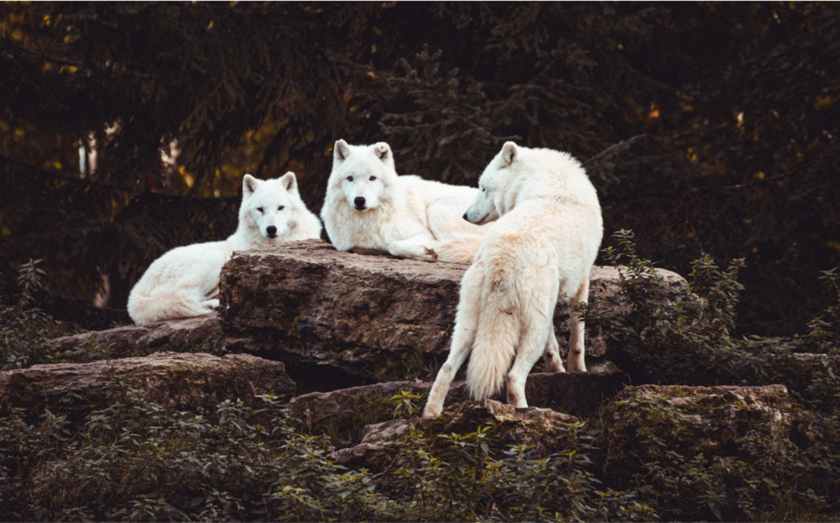 20 Endangered Wolves That Could Go Extinct - HubPages