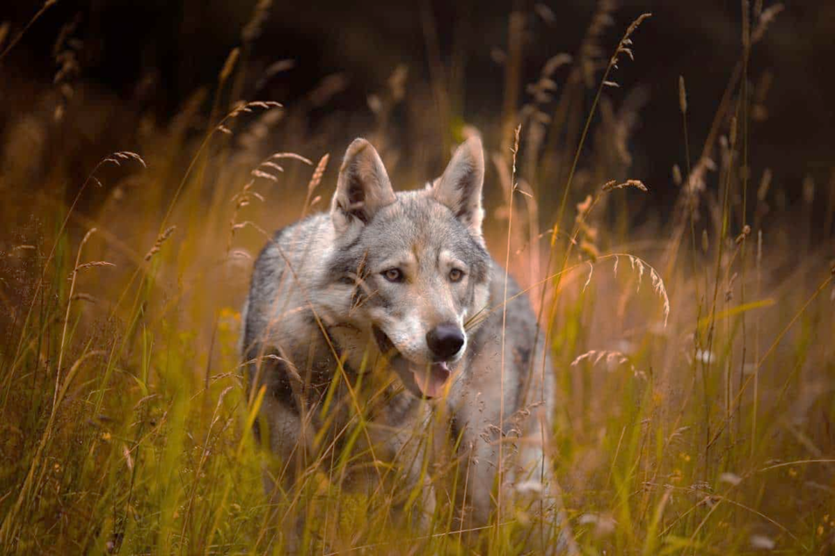 20 Endangered Wolves That Could Go Extinct - HubPages