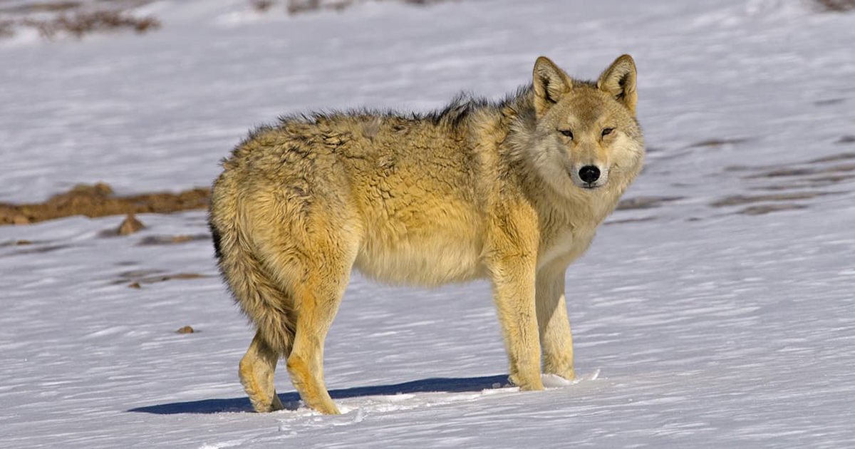 20 Endangered Wolves That Could Go Extinct - HubPages
