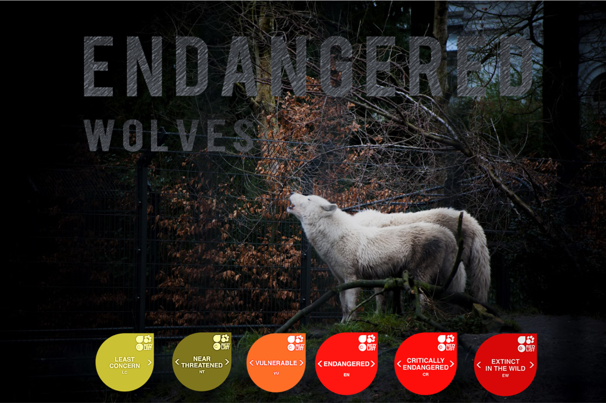 20 Endangered Wolves That Could Go Extinct - HubPages