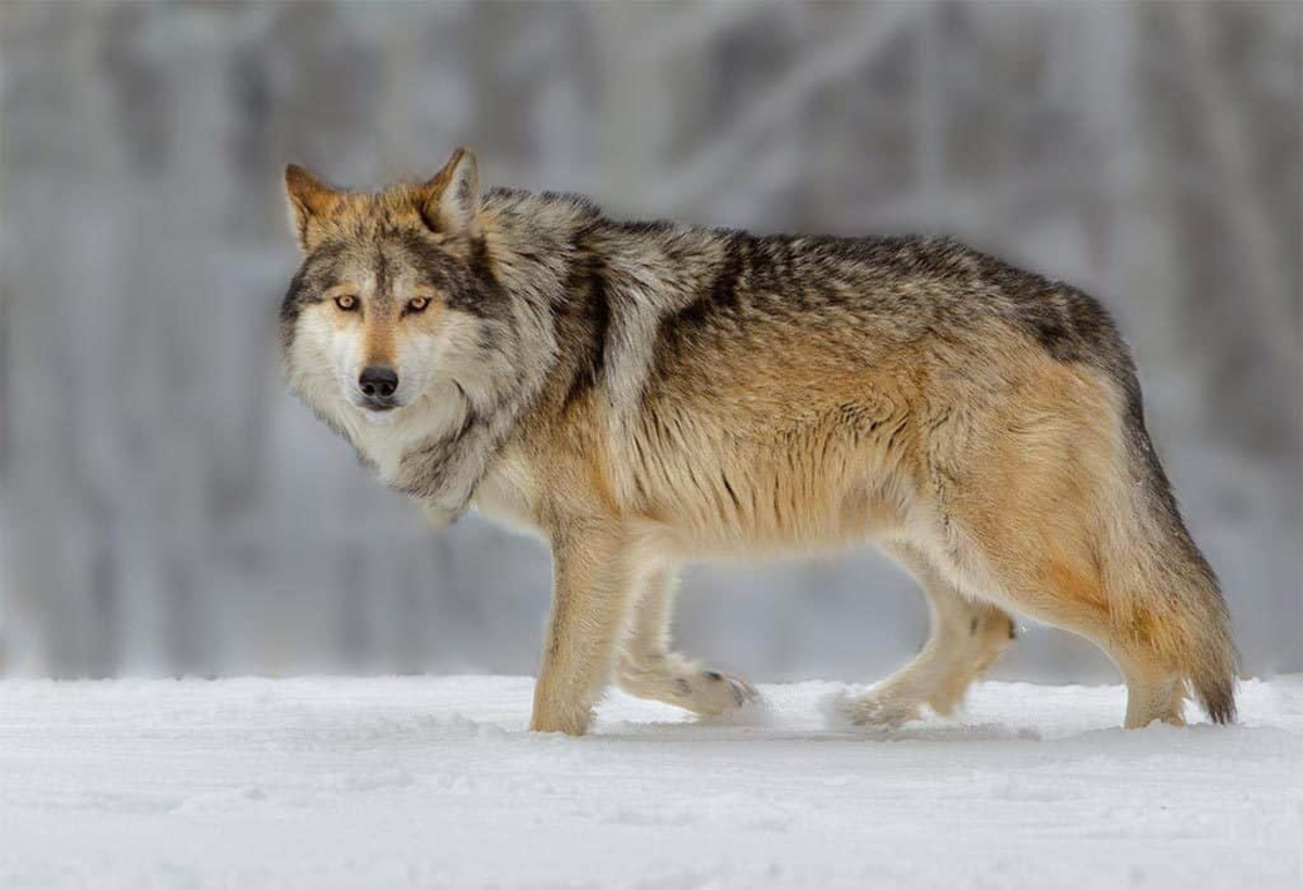 20 Endangered Wolves That Could Go Extinct - HubPages