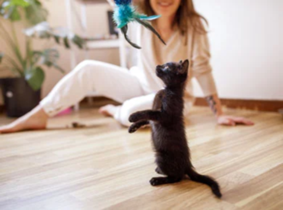 11 Benefits of Having A Cat For Singles Who Live Alone - HubPages