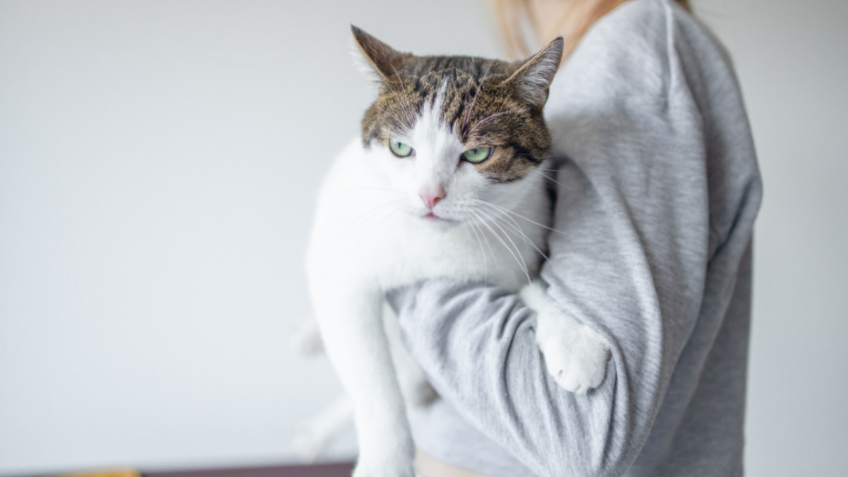 11 Benefits of Having A Cat For Singles Who Live Alone - HubPages