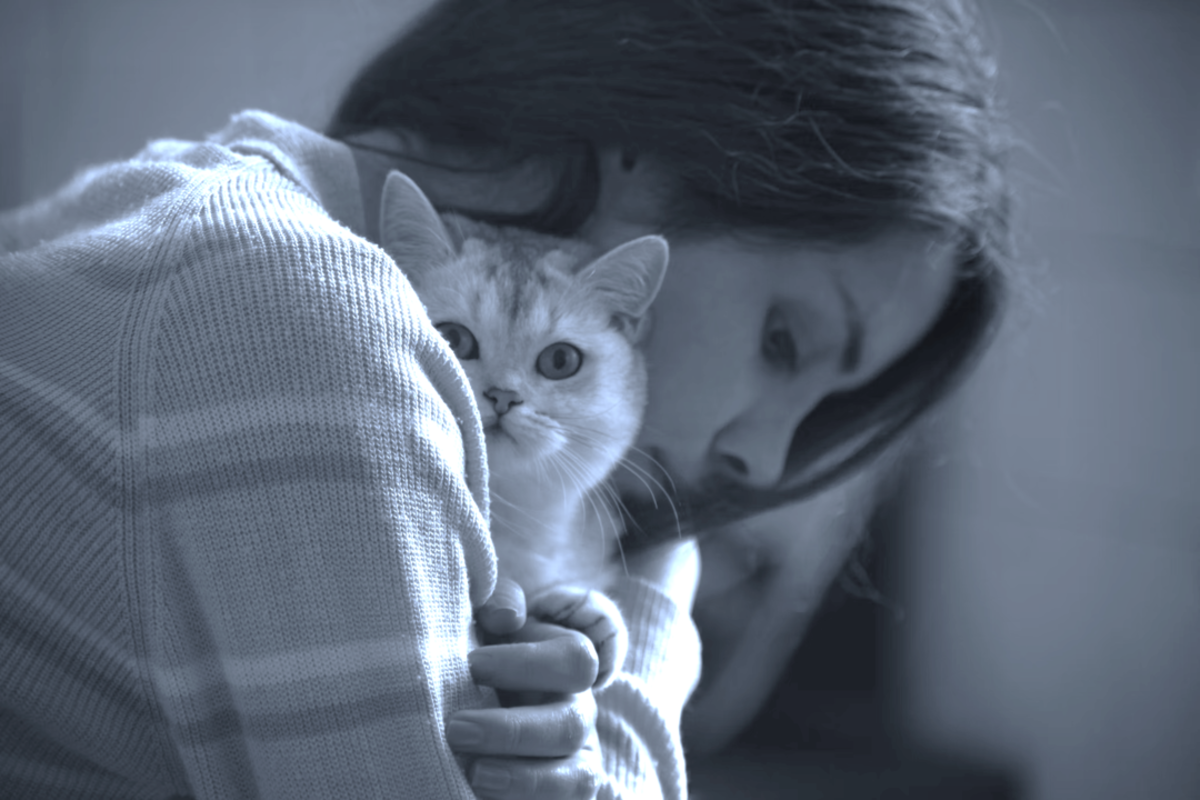 11 Benefits of Having A Cat For Singles Who Live Alone - HubPages