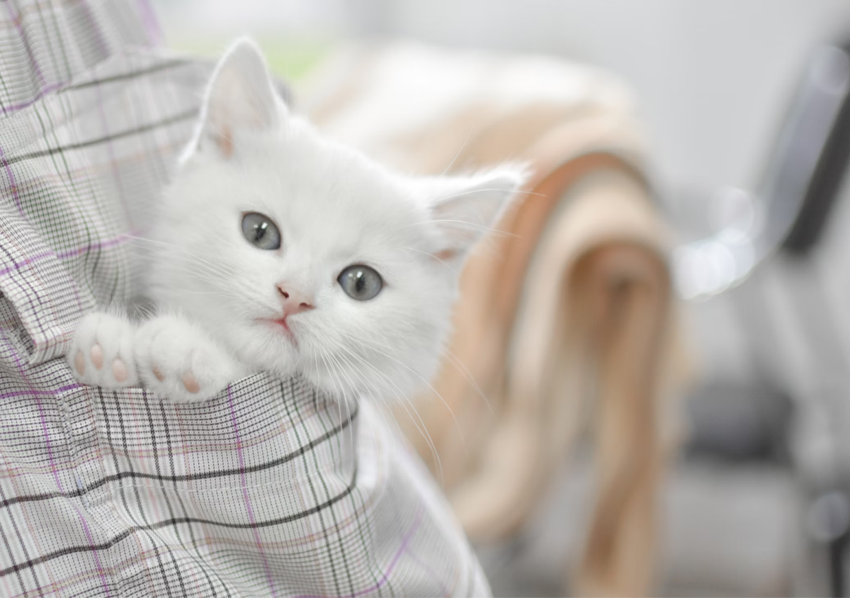 11 Benefits of Having A Cat For Singles Who Live Alone - HubPages