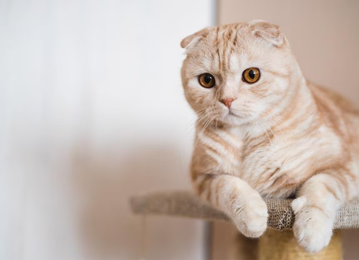15 Best Cats for Single Women Living Alone - HubPages