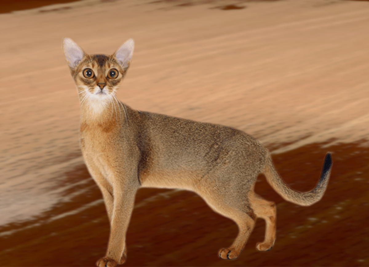 15 Best Cats for Single Women Living Alone - HubPages