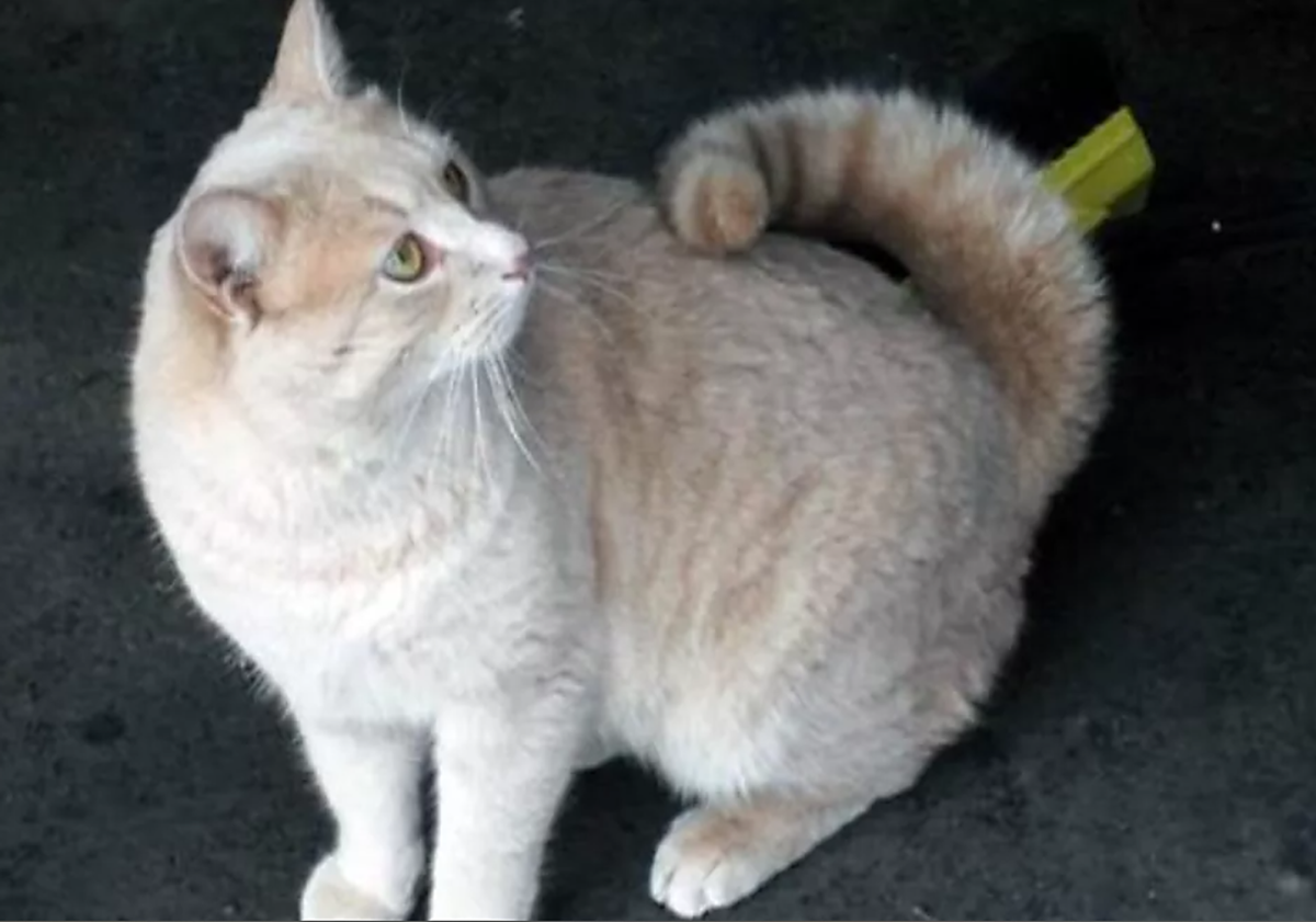 15 Best Cats for Single Women Living Alone - HubPages