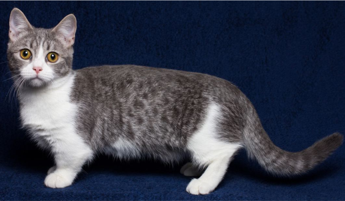 15 Best Cats for Single Women Living Alone - HubPages