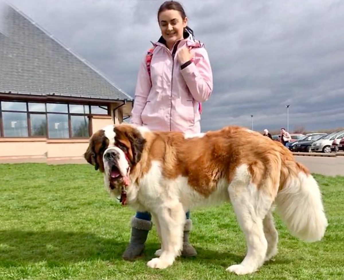 11 Best Companion Dogs for Single Women Living Alone - HubPages