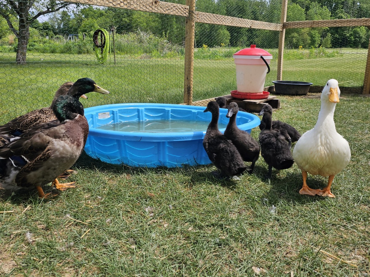 I Found a Stray Duck, Now What? - HubPages