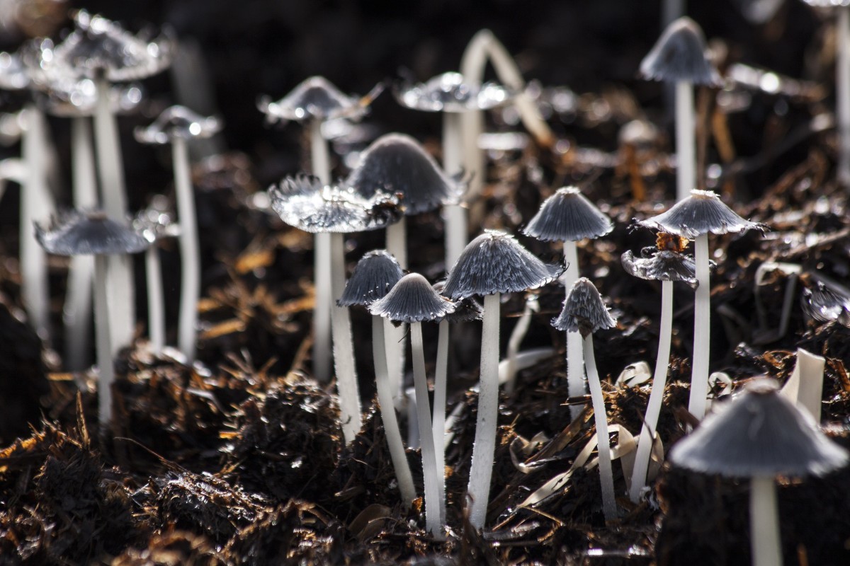 Exploring the Enigma of Magic Mushrooms - HubPages
