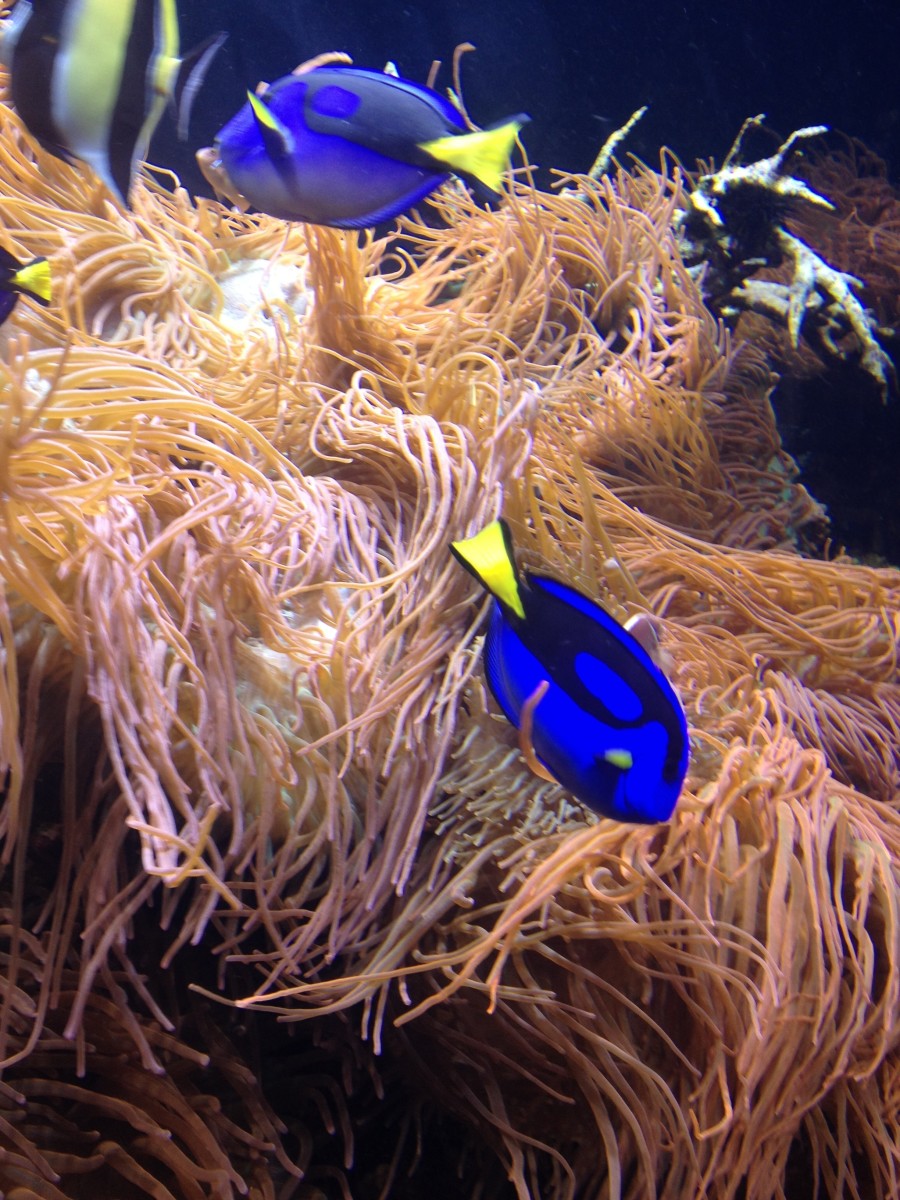 A Review of the NY Long Island Riverhead Aquarium and Foundation - HubPages