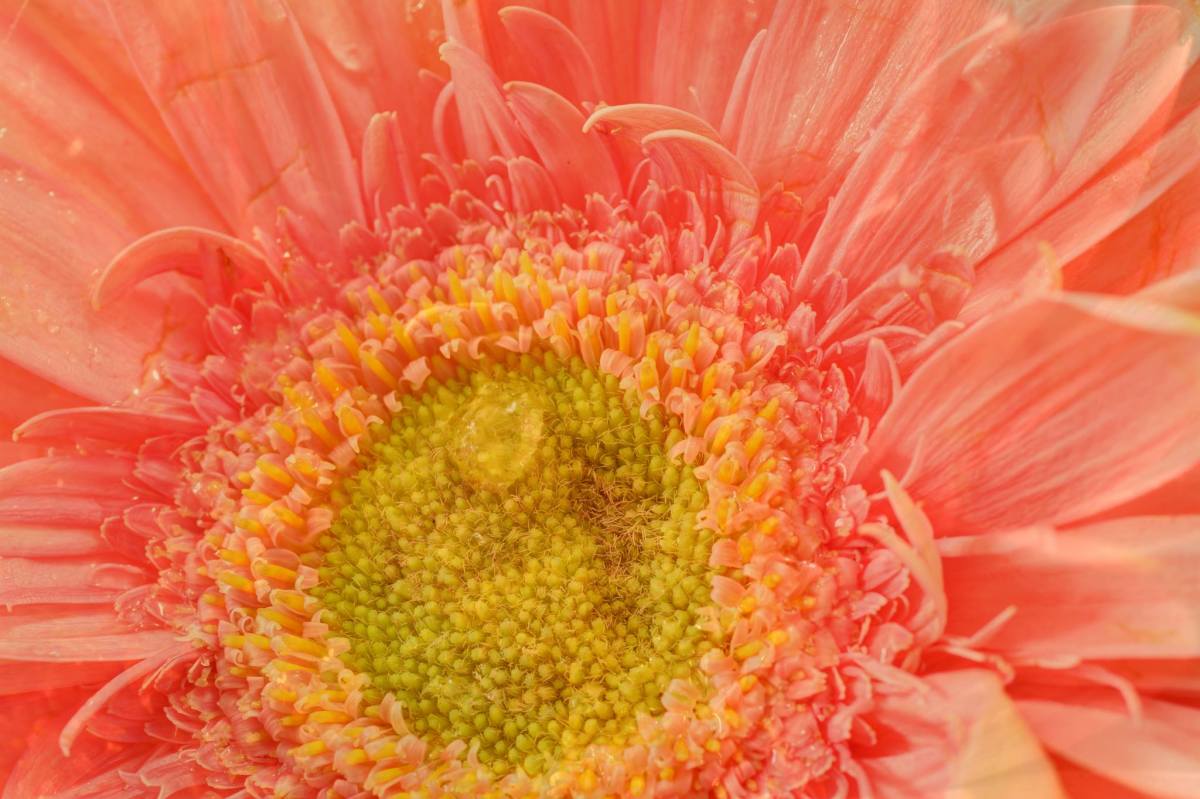 Photography - Beginner Tips for Taking Macro Images - HubPages