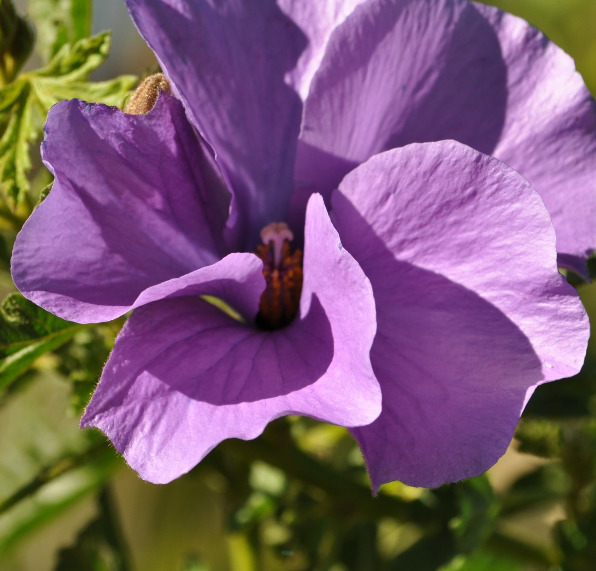 Photography - Beginner Tips for Taking Macro Images - HubPages