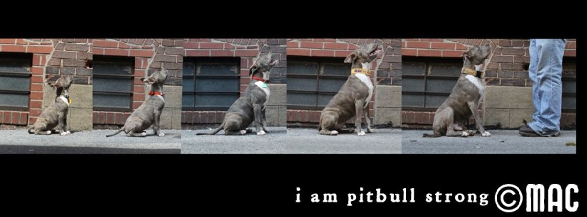 I Am Pitbull Strong - HubPages