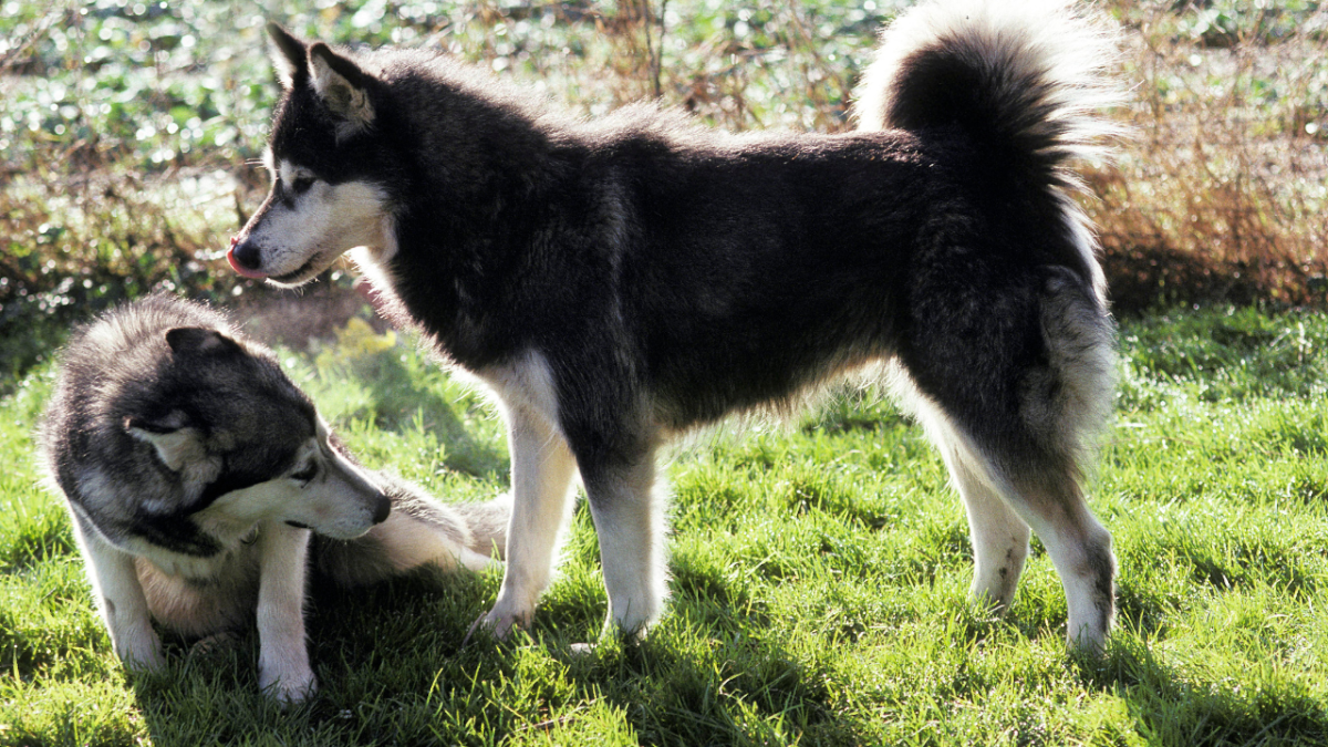 Why Does My Dog Block My Other Dog's Path? - HubPages