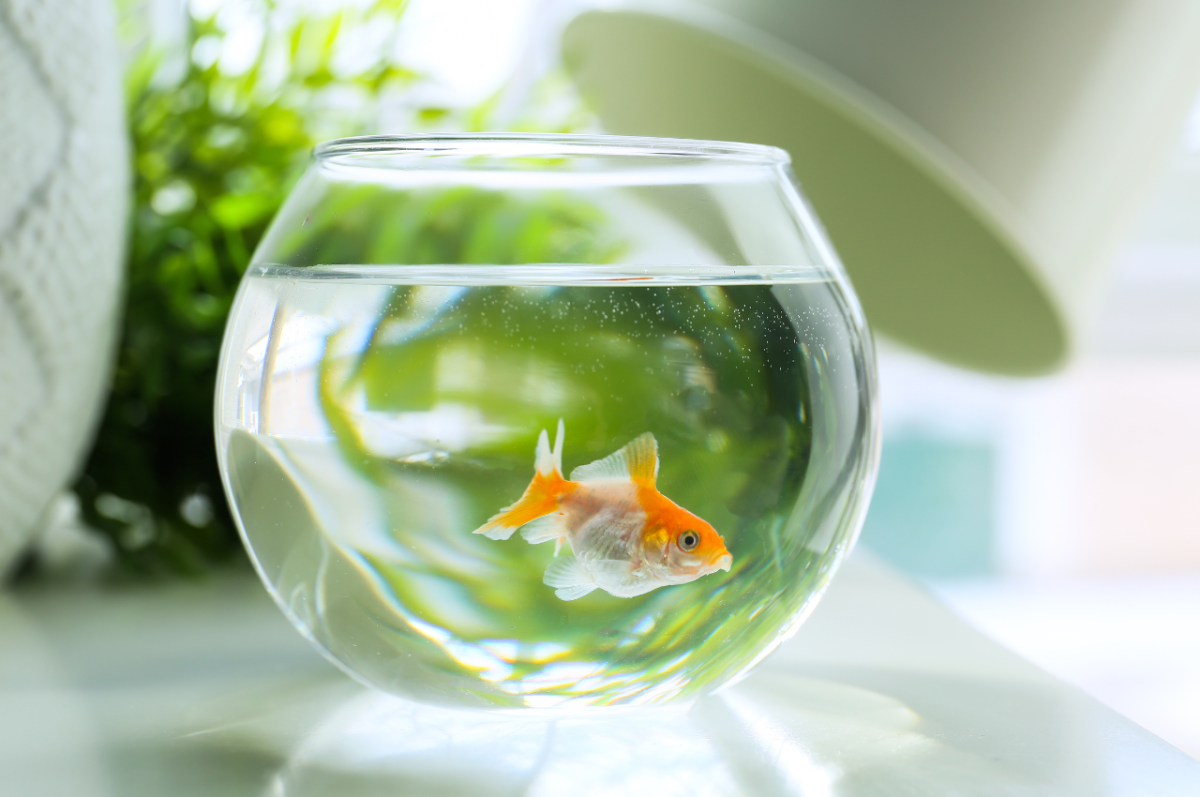 Dreaming About Fish: Meanings and Symbolism - HubPages