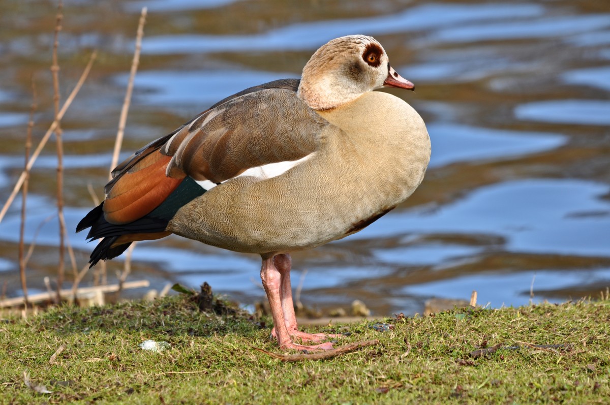 The Egyptian Goose of Africa - HubPages