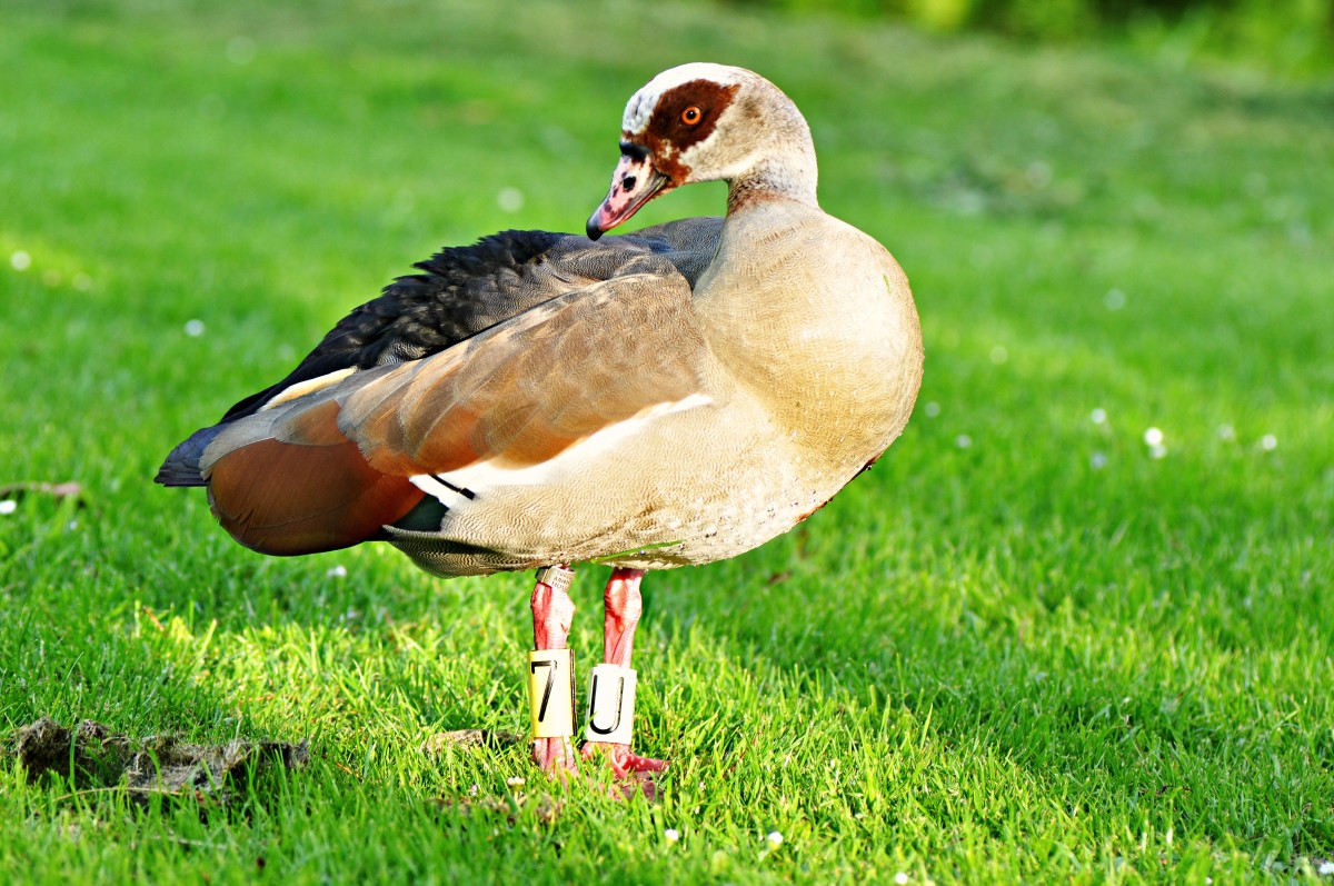 The Egyptian Goose of Africa - HubPages