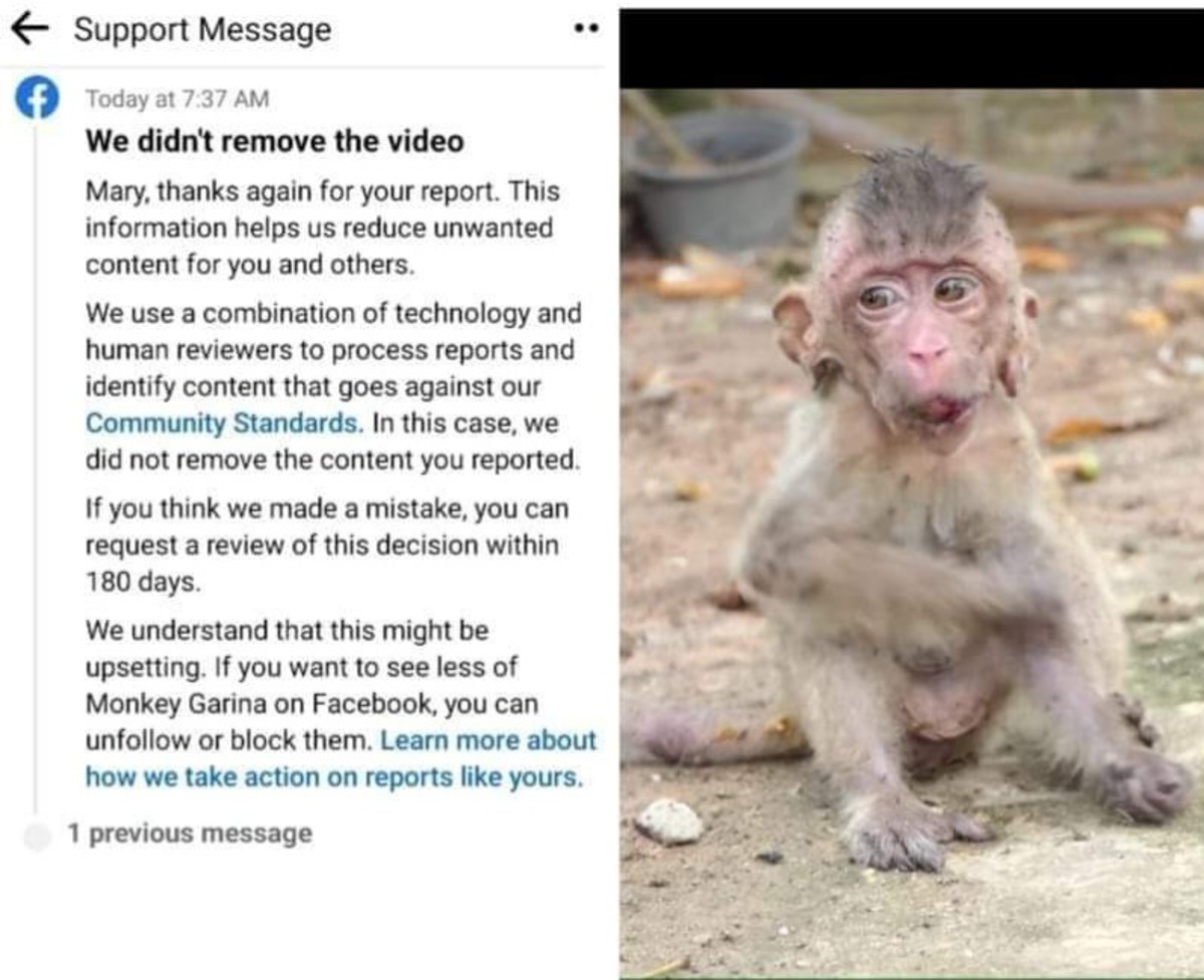 Facebook Fails to Enforce Their Own Animal Abuse Policies - HubPages
