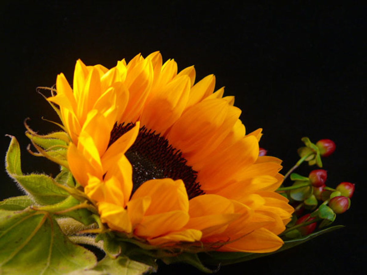 How to Take the Best Pictures of Beautiful Flowers - HubPages
