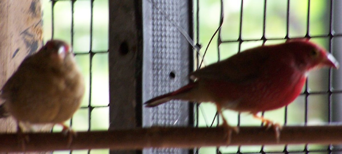 Society Finch Breeding Try A Finch As A Pet Bird | BeChewy
