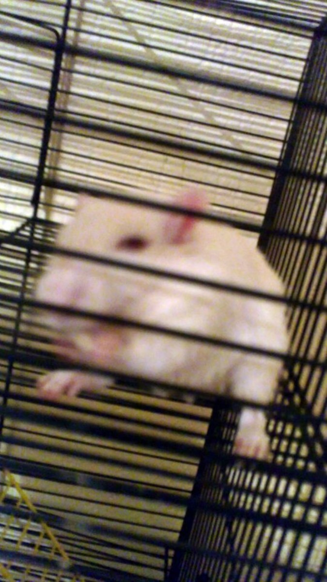 A Gerbil Escapes in a House with Four Cats - How Could He Possibly ...