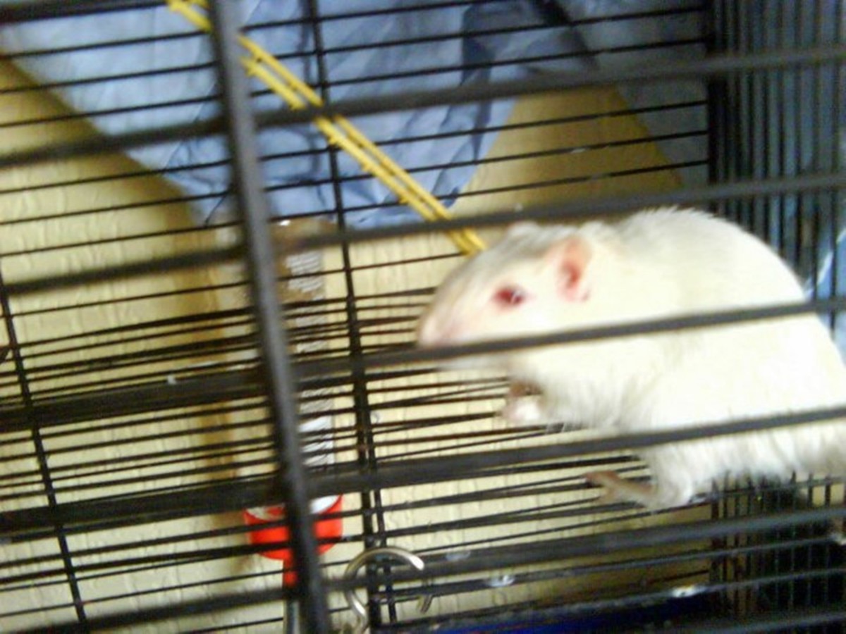 A Gerbil Escapes in a House with Four Cats - How Could He Possibly ...
