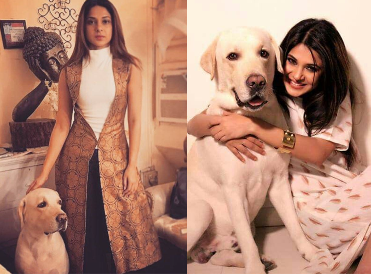 18 Bollywood Celebrities Who Own a Labrador Retriever - HubPages