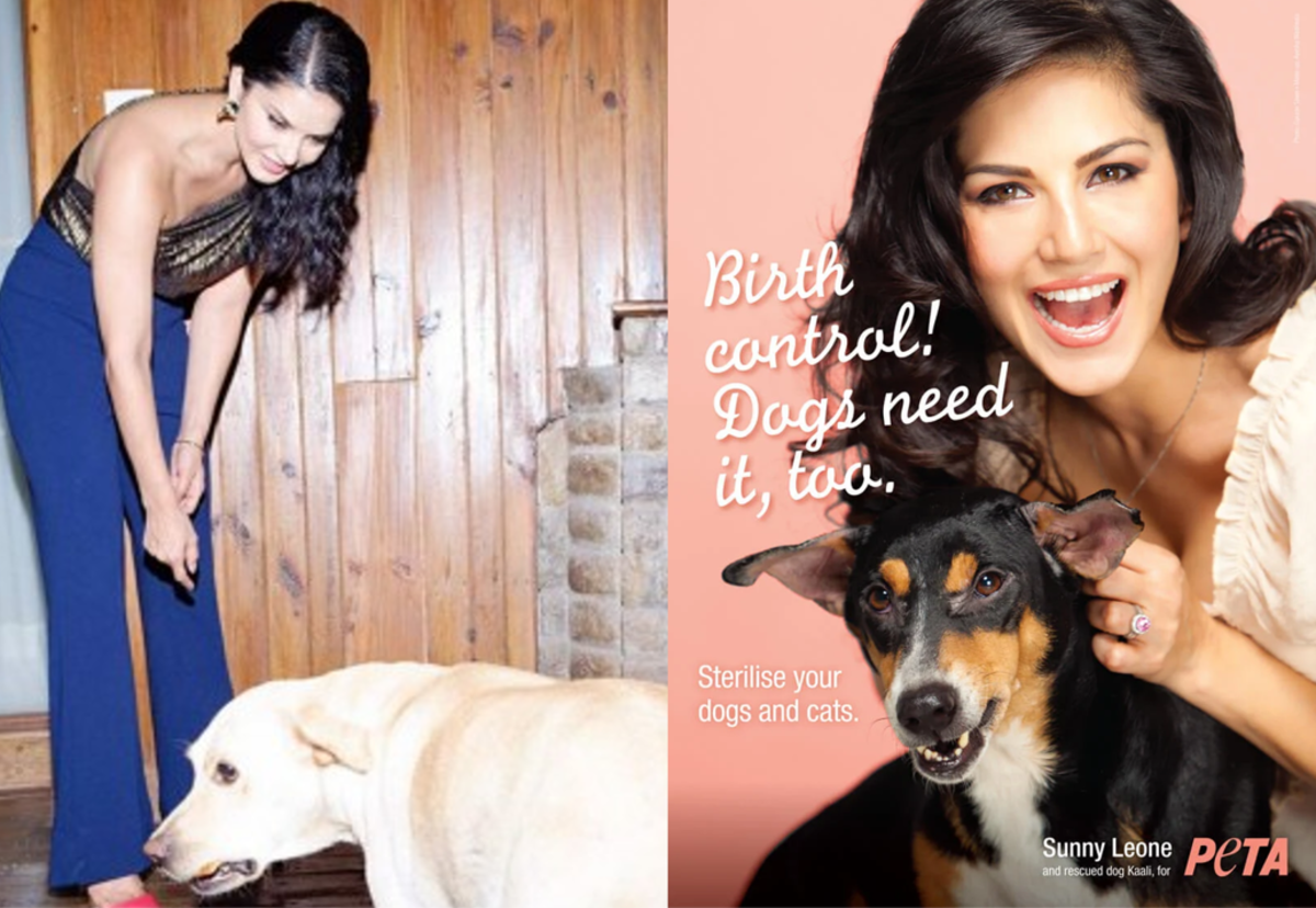 18 Bollywood Celebrities Who Own a Labrador Retriever - HubPages