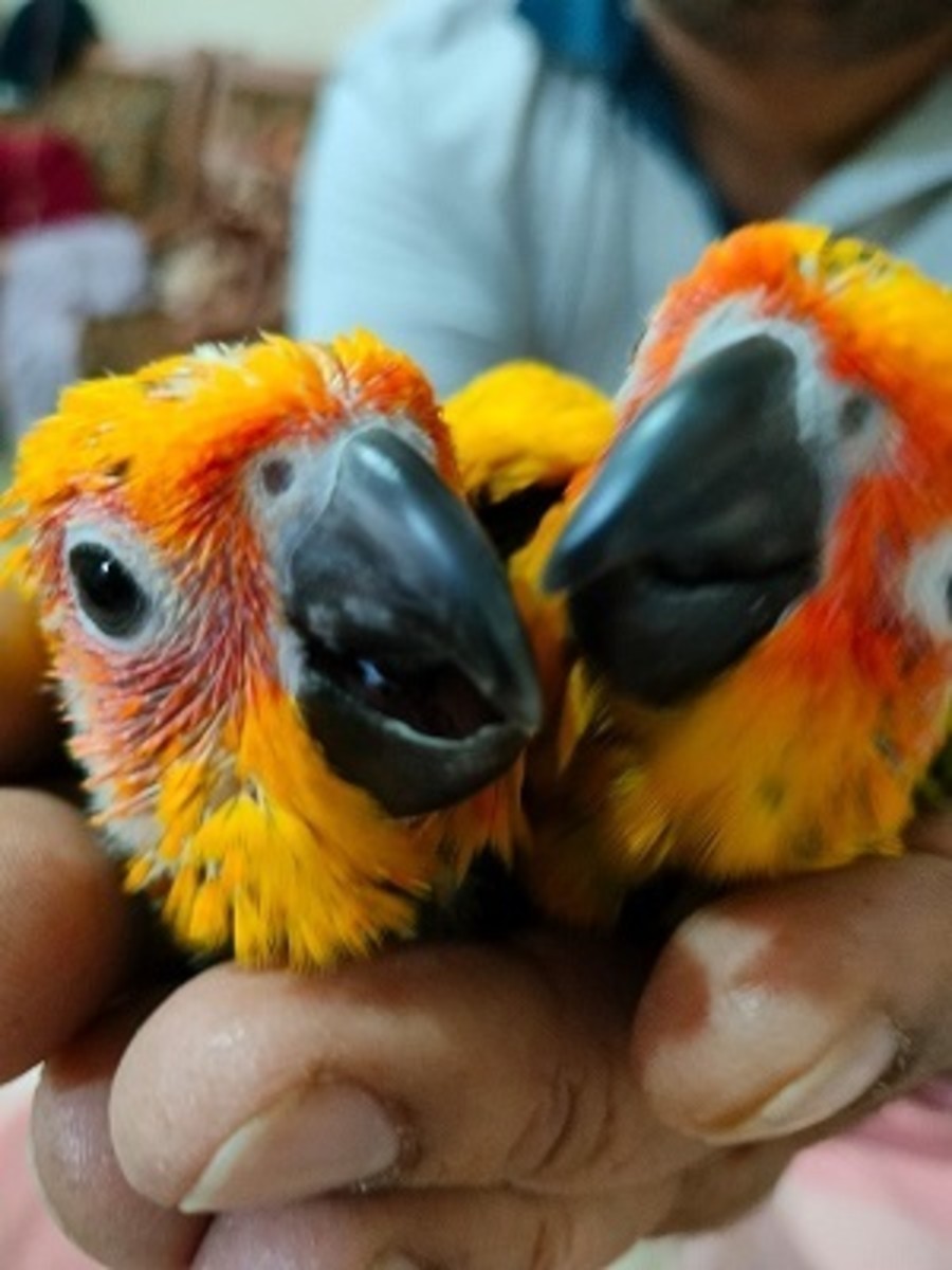 My Beautiful and Colorful Sun Conure Parrots - HubPages