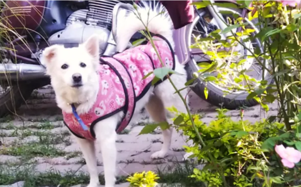100+ Indian Spitz Dog Names (With Meanings) - HubPages