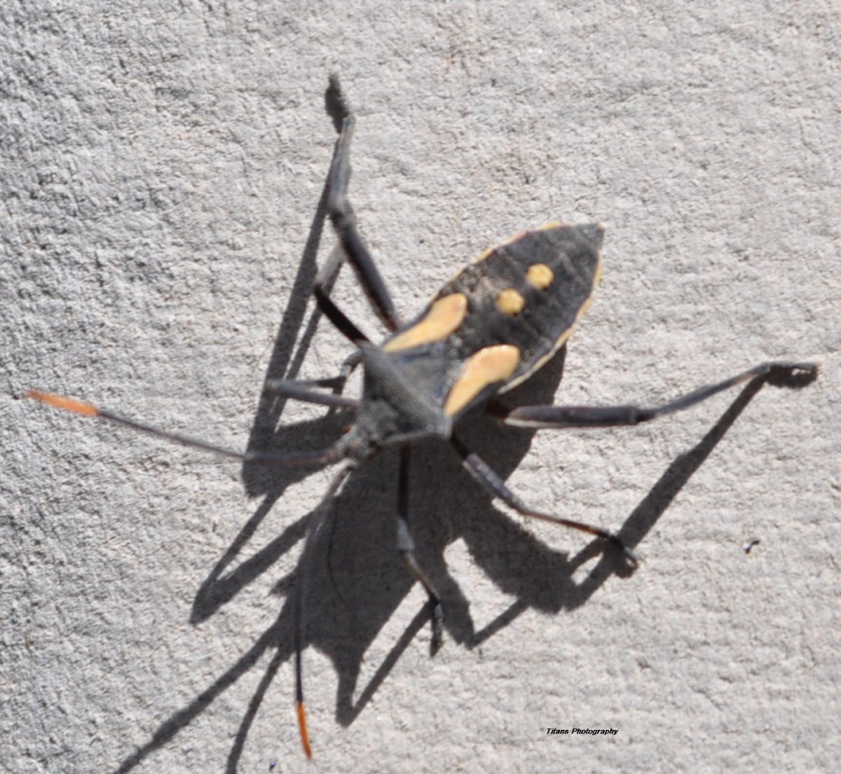 Animals and Insects seen in Australia - HubPages