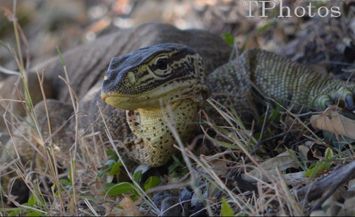 Animals and Insects seen in Australia - HubPages