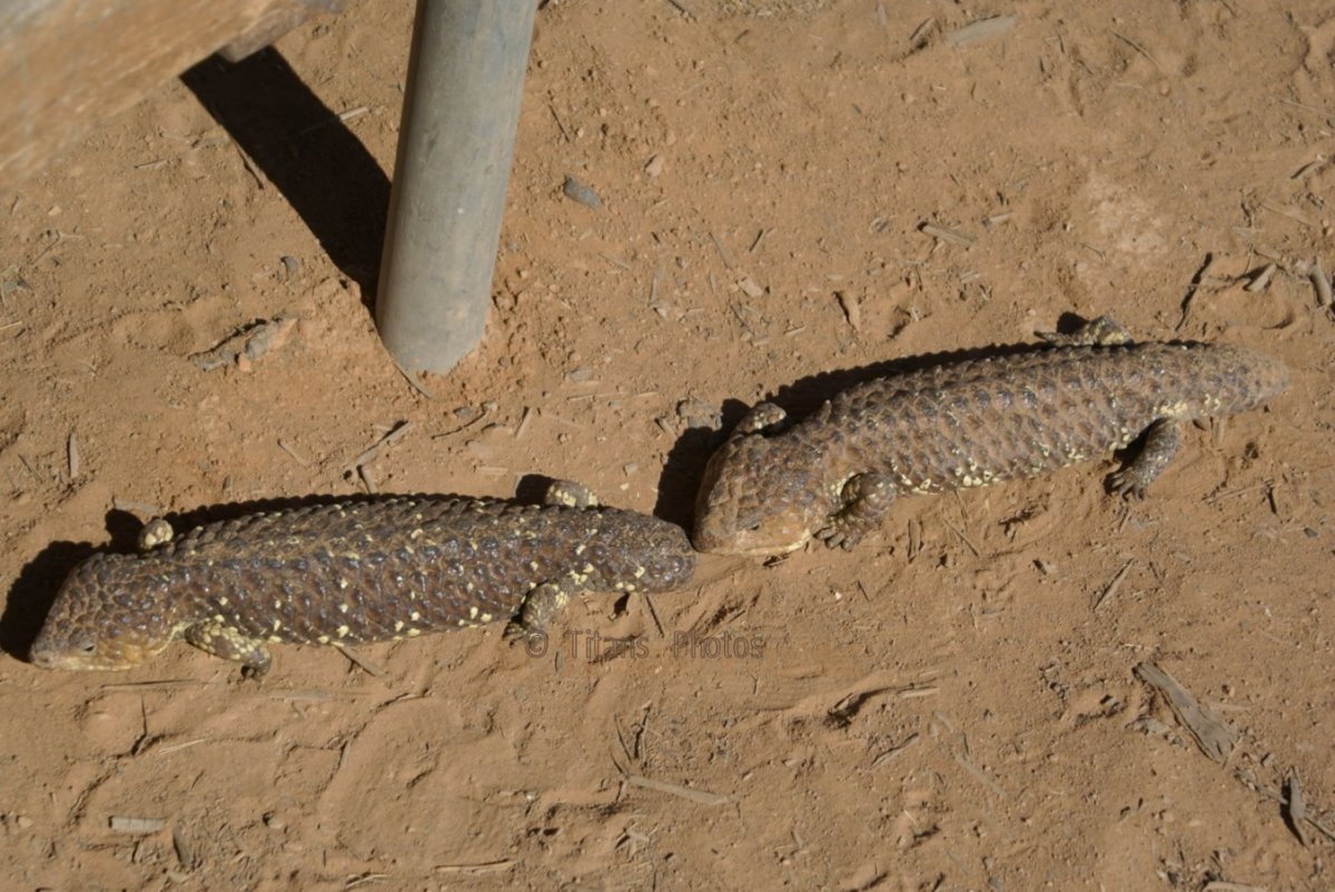 Animals and Insects seen in Australia - HubPages