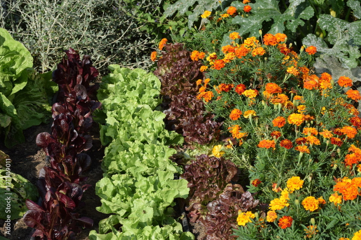The Complete Guide to Companion Planting - HubPages