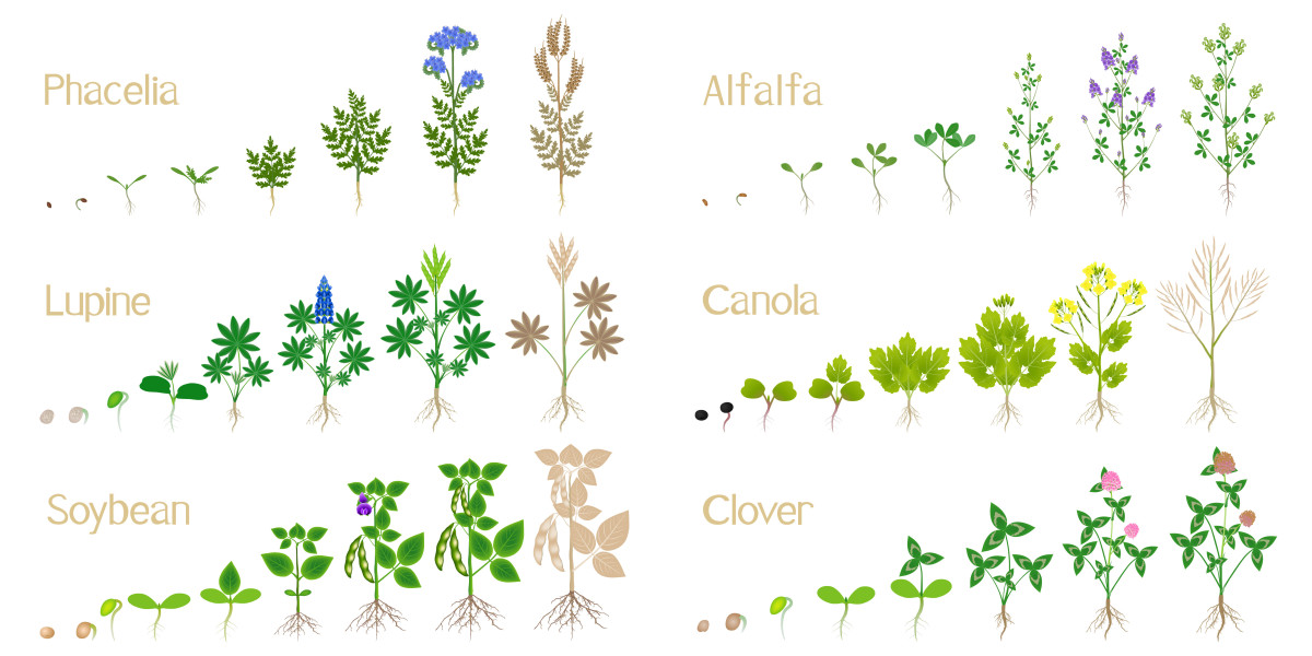 The Complete Guide to Companion Planting - HubPages