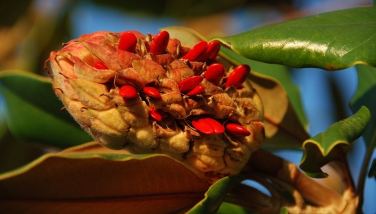 Magnolia Trees: History, Description, and Varieties - HubPages