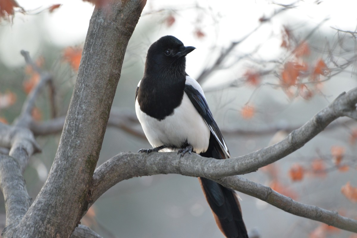 Different Bird Names in German for English Readers - HubPages