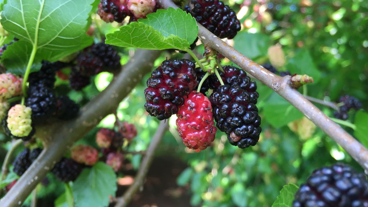 Growing and Caring for Mulberry Trees - Dengarden