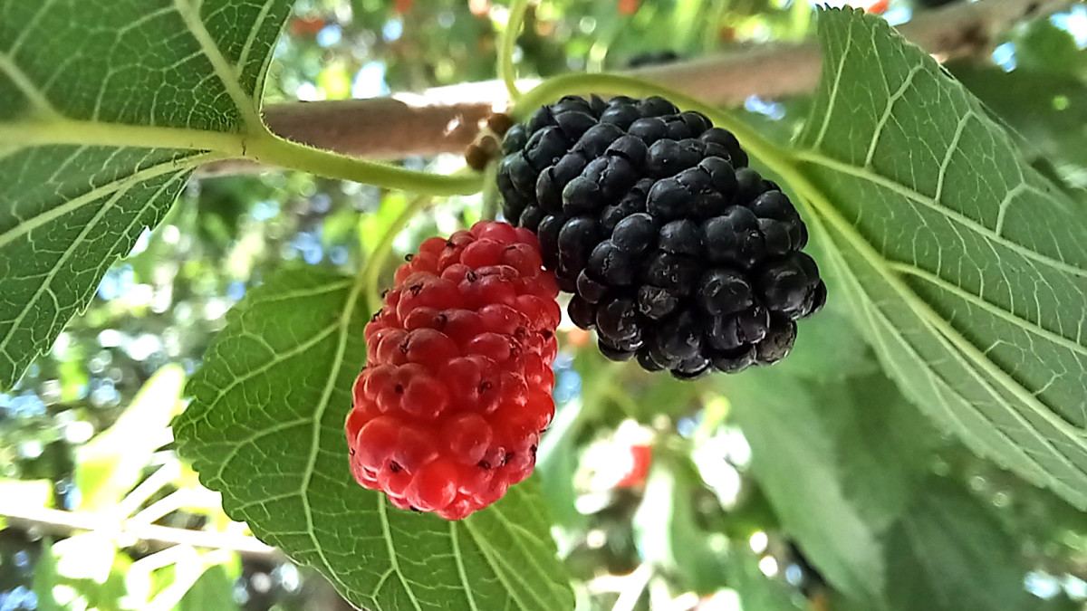 Growing and Caring for Mulberry Trees - Dengarden