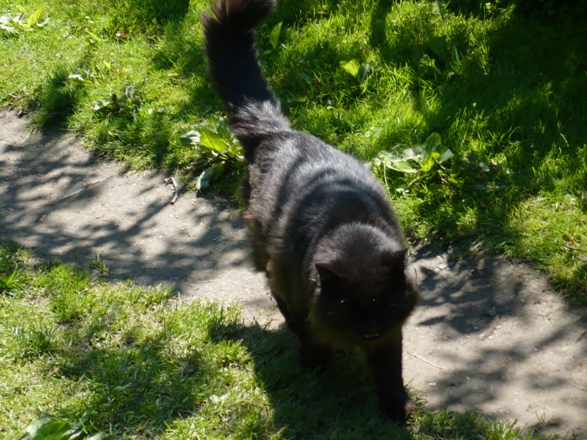 Fishing With Egret Pelicans Blue Herons Dolphins and Cats - HubPages