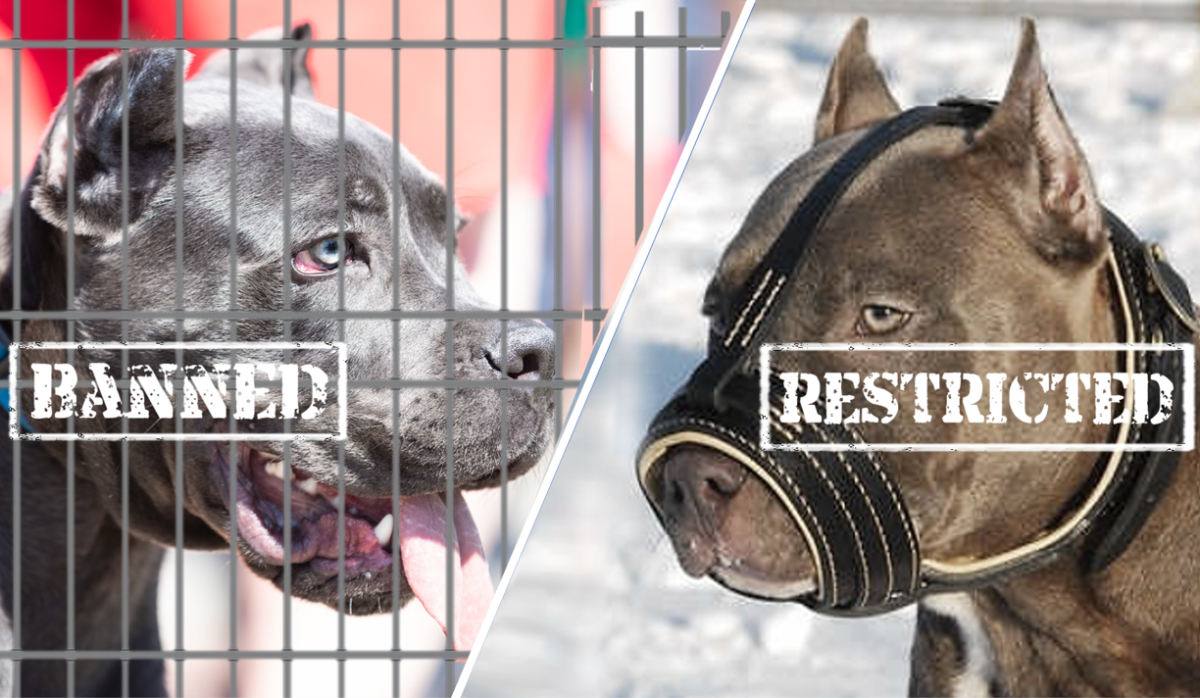 23 Dog Breeds Banned In India, In Year 2024 - HubPages