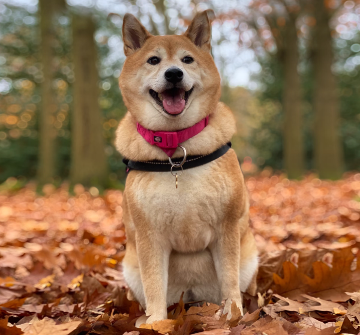 23 Dog Breeds Banned In India, In Year 2024 - HubPages