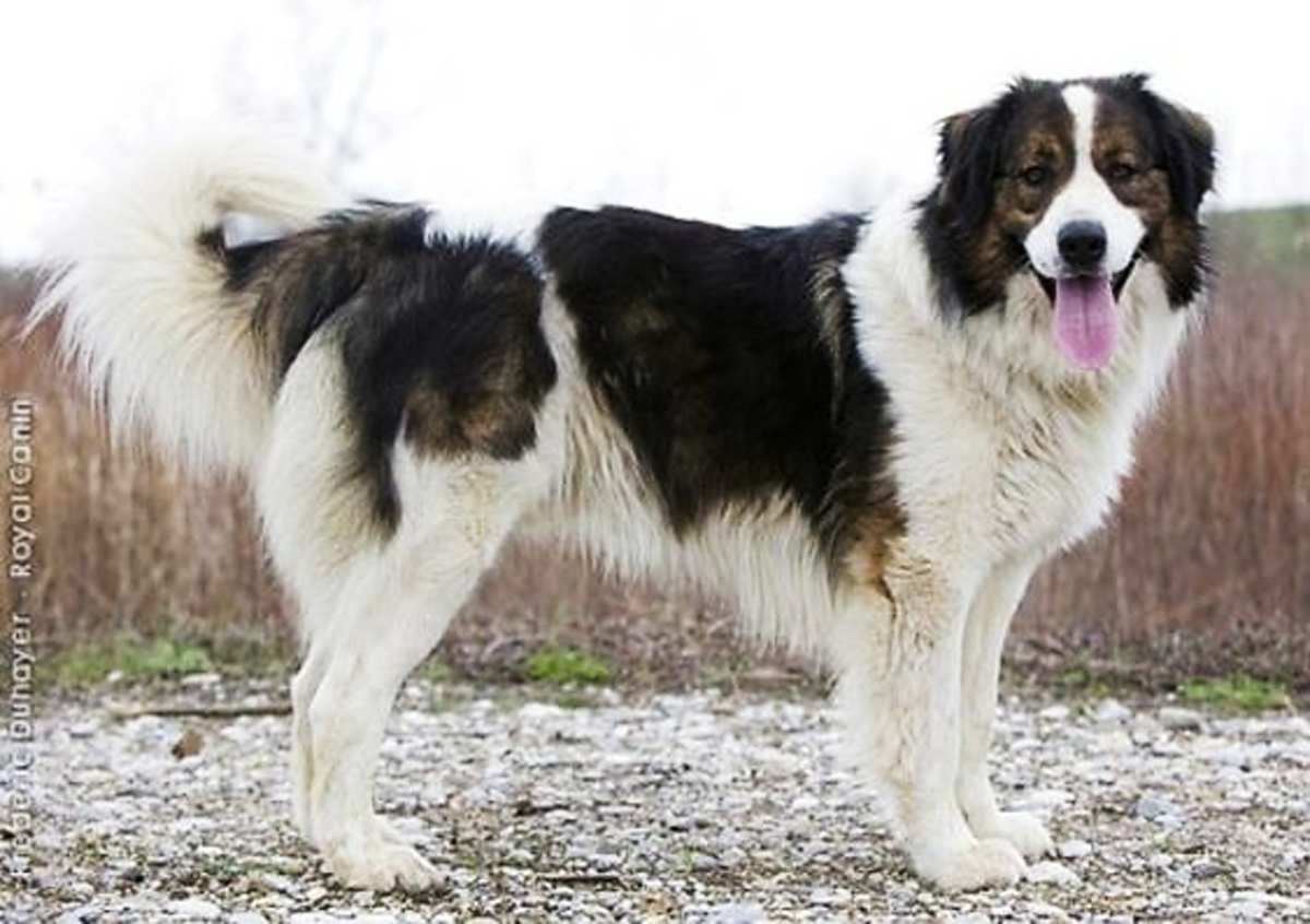 23 Dog Breeds Banned In India, In Year 2024 - HubPages